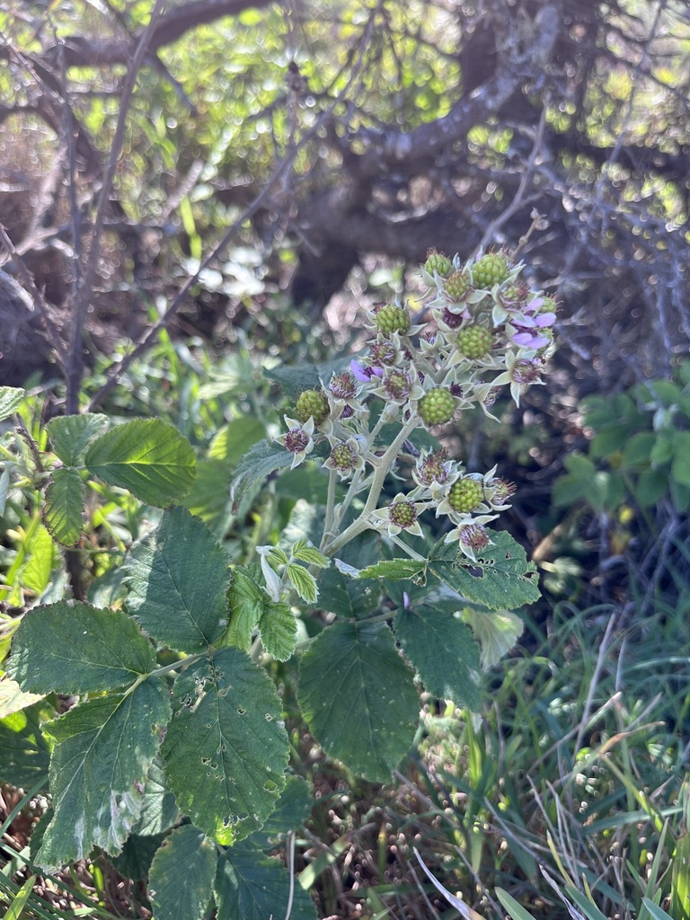 White Bramble from Race Track, East London, 5201, South Africa on ...