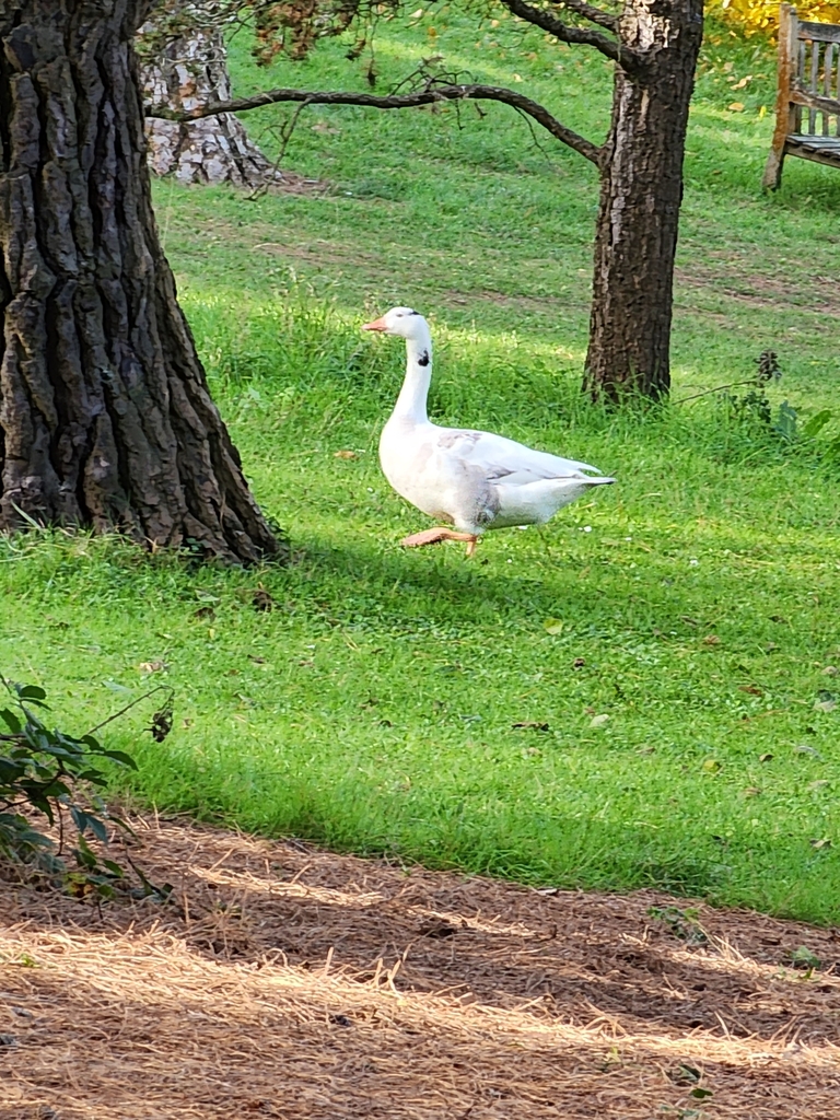 Grey Geese from Richmond TW9 3AQ, UK on November 11, 2024 at 11:18 AM ...