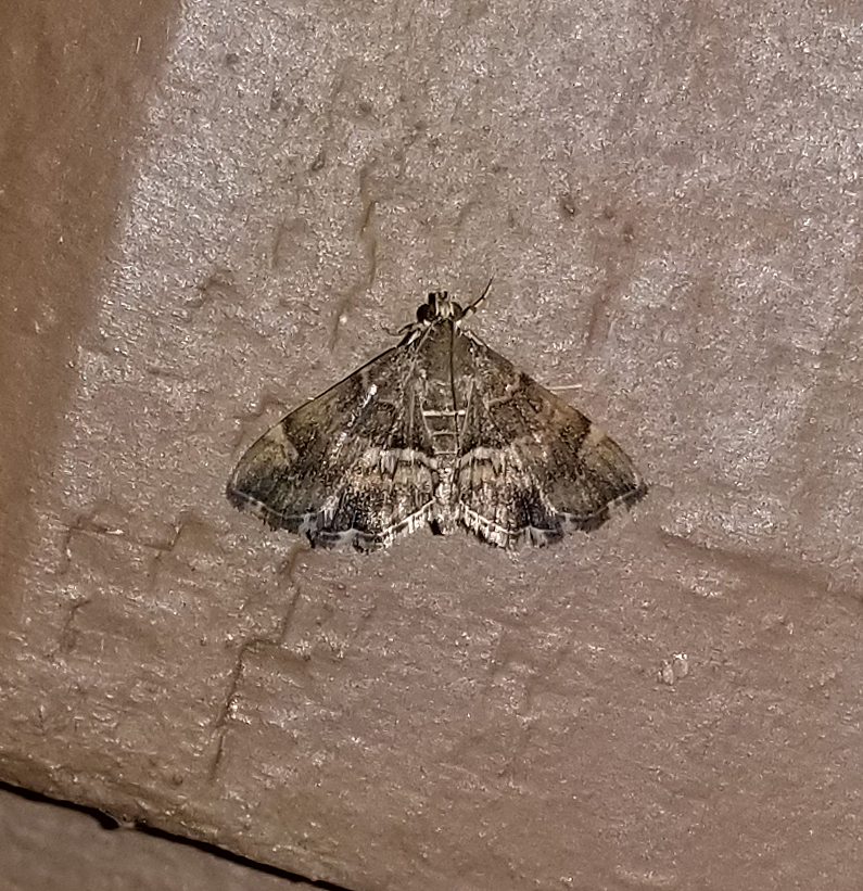 Spotted Beet Webworm Moth from Fentress County, TN, USA on November 10 ...