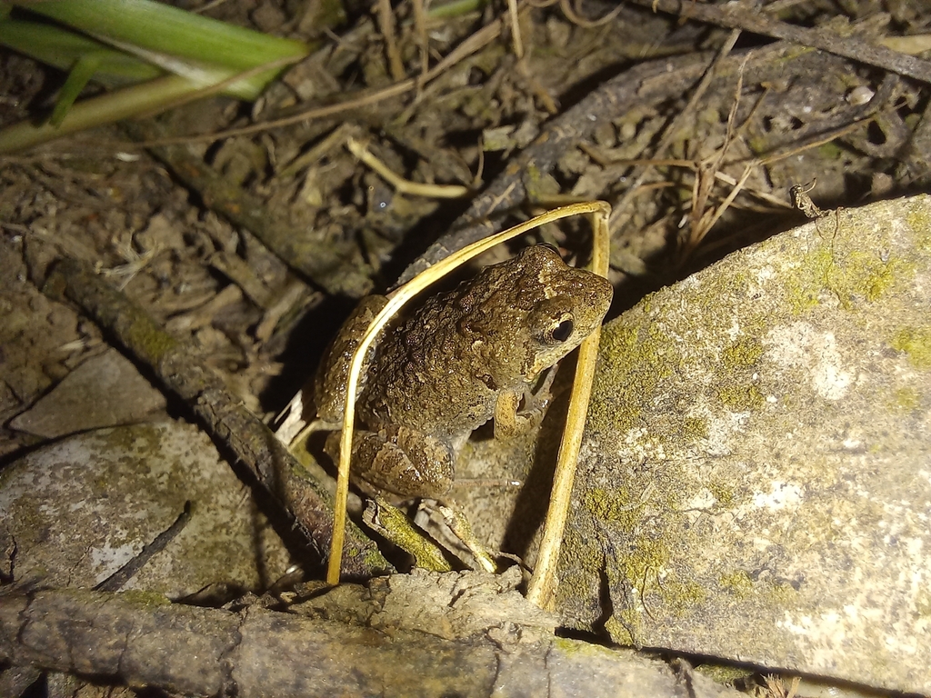 Quacking Froglet from Caversham WA 6055, Australia on November 11, 2024 ...