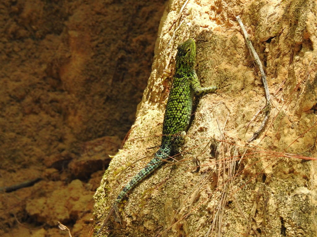 Guatemalan Emerald Spiny Lizard from 30167 Chis., México on June 7 ...