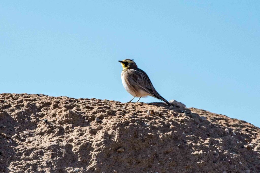 Horned Lark from Davis County, UT, USA on November 10, 2024 at 10:19 AM ...
