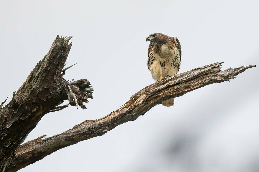 Red-tailed Hawk from Indian Head-Lehigh, Tallahassee, FL 32301, USA on ...