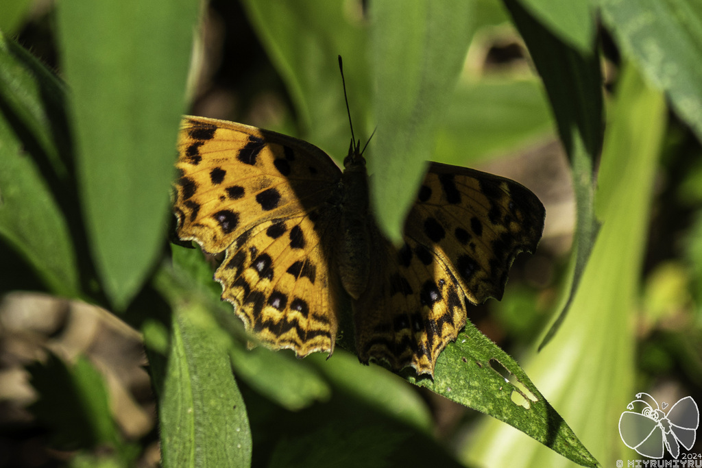 Asian Comma in August 2024 by Miyrumiyru. Sun basking comma · iNaturalist