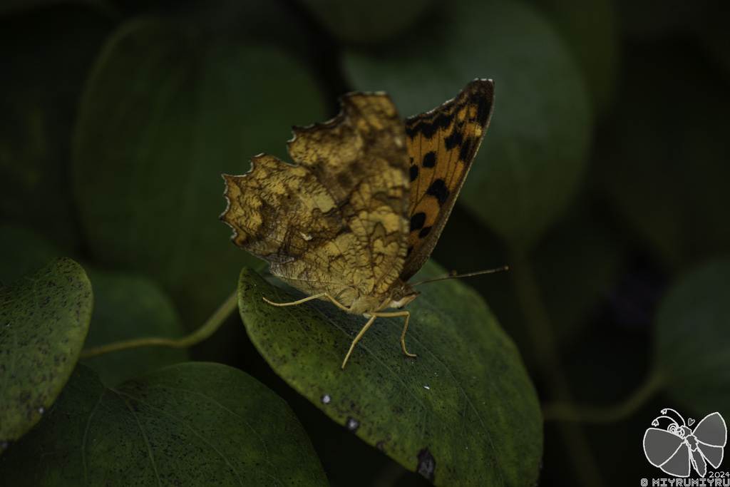 Asian Comma in August 2024 by Miyrumiyru. Shade comma · iNaturalist