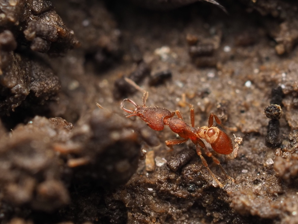 Lewis’ Pygmy Snapping Ant from 本州, 大阪市, 大阪府, JP on November 11, 2024 at ...