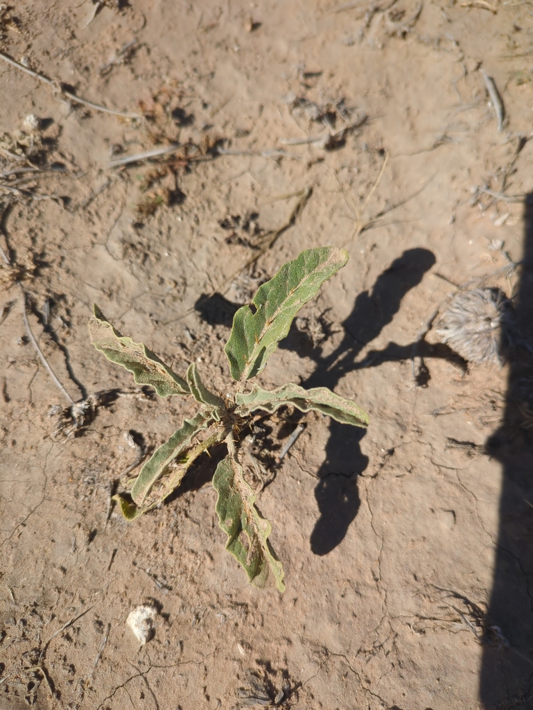 silverleaf nightshade from Oil Center, NM 88240, USA on November 11 ...