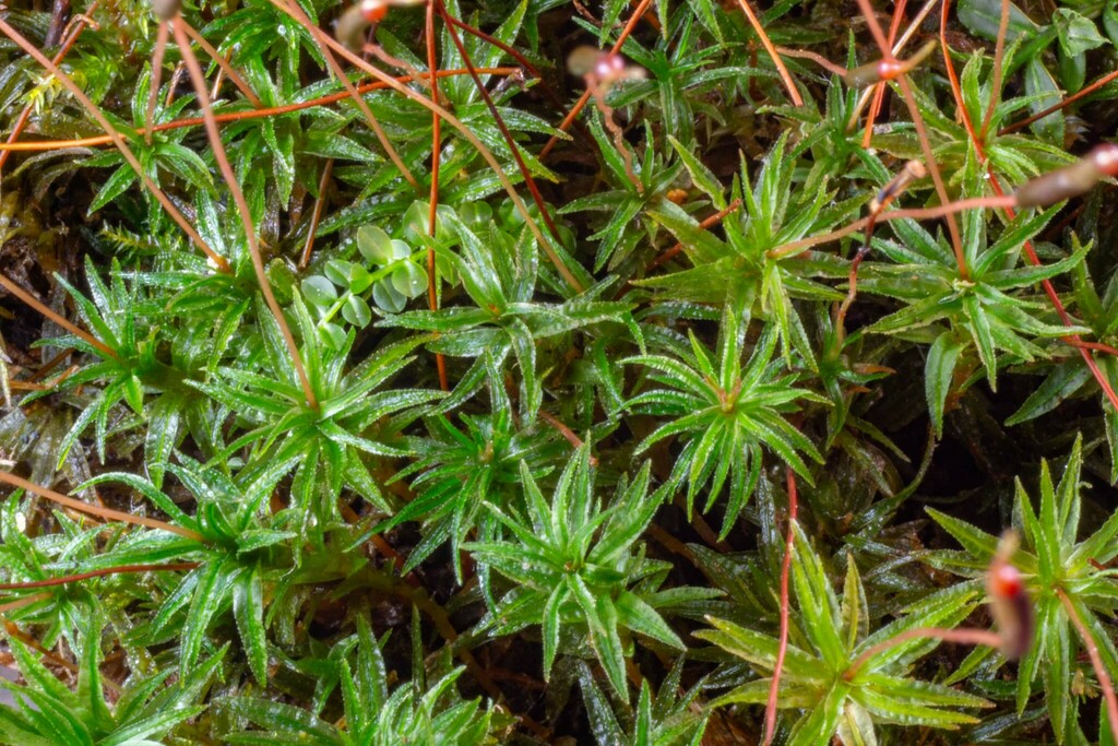 Wavy Starburst Moss from Salisbury, VT 05769, USA on November 11, 2024 ...