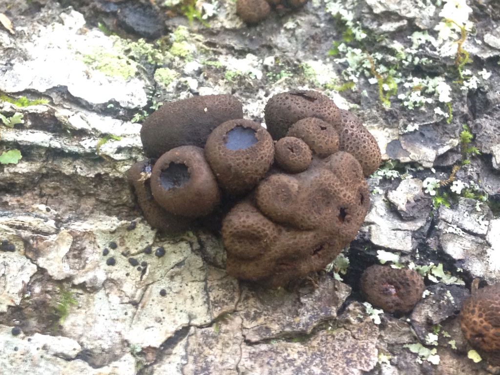 Black Bulgar (Cup Fungi (Helotiales) of the Pacific Northwest ...