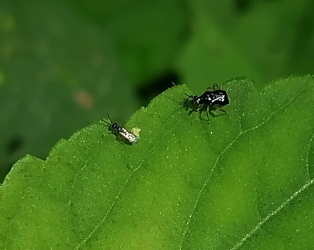 Winged and Once-winged Insects from Rancho Grande, Nicaragua on ...