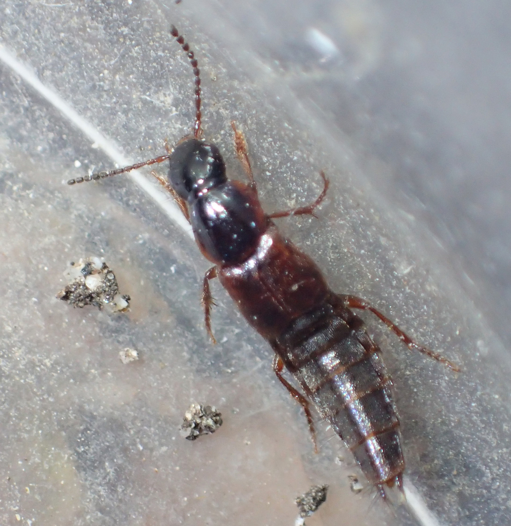Microsaurus from Angeles MRCA Open Space, Los Angeles, California ...