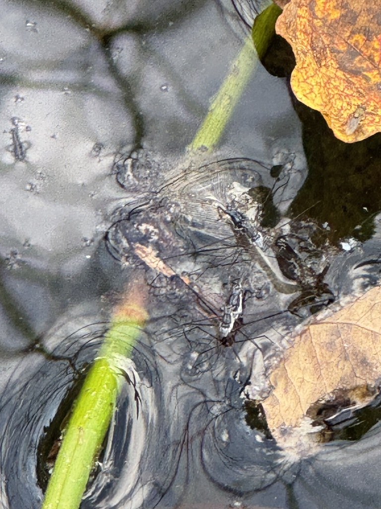 Neogerris hesione from The Golf Club at Audubon Park, New Orleans, LA ...