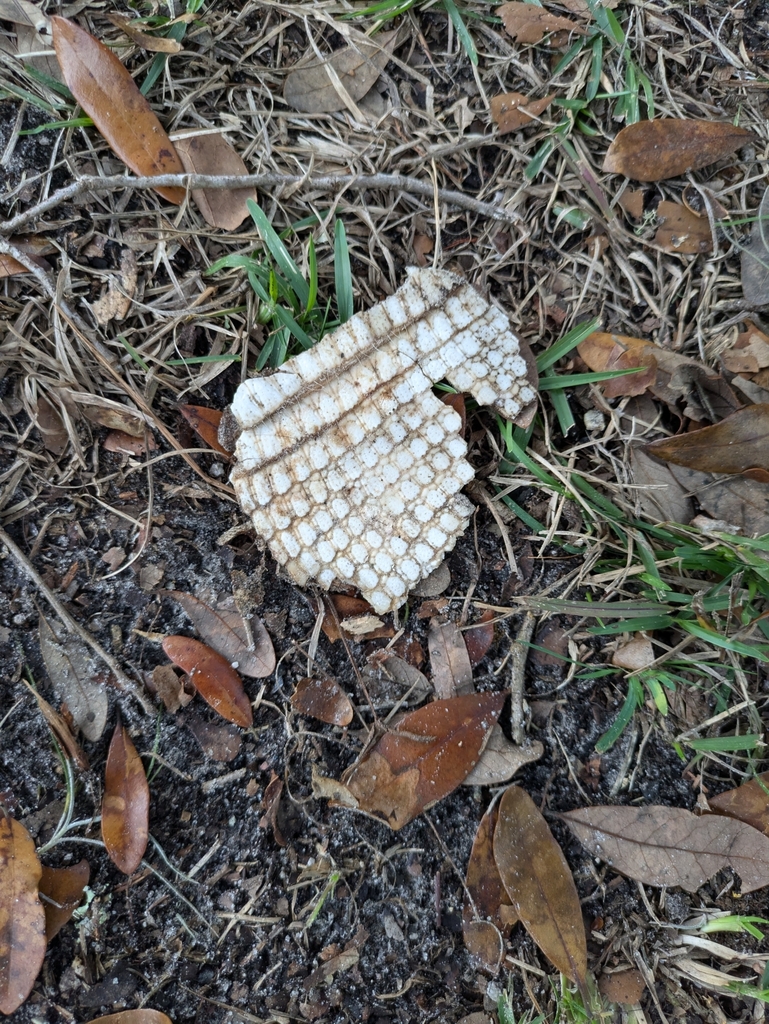 Nine-banded Armadillo from Midway, GA 31320, USA on November 8, 2024 at ...