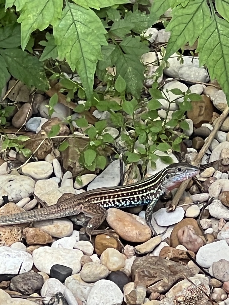Common Spotted Whiptail from Goodwin Ave, Austin, TX, US on April 24 ...