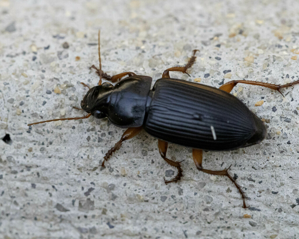 Pennsylvania Dingy Ground Beetle from Calvert County, MD, USA on ...