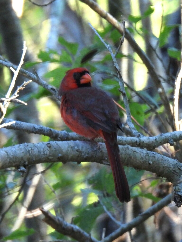 Northern Cardinal from Swamp Trail Palmetto SP Gonzales County, TX, USA ...