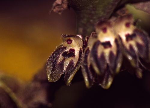 Trichosalpinx trachystoma · iNaturalist Mexico