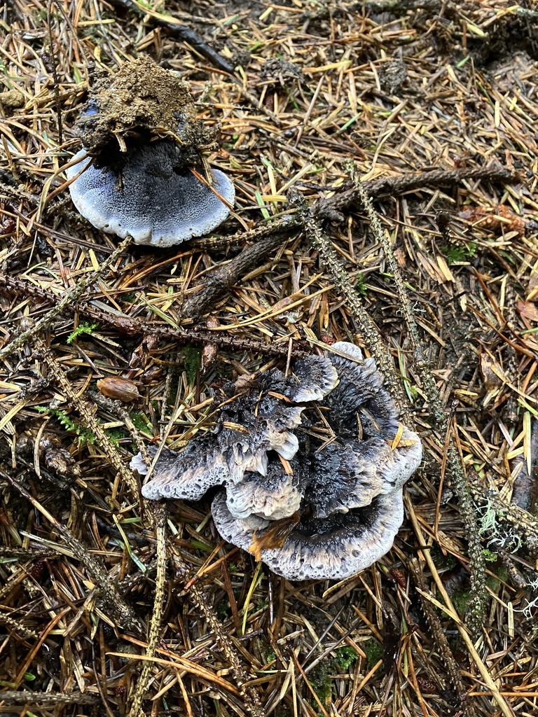 Hydnellum from Elk Creek Wetlands Wildlife Area, Crescent City, CA, US ...