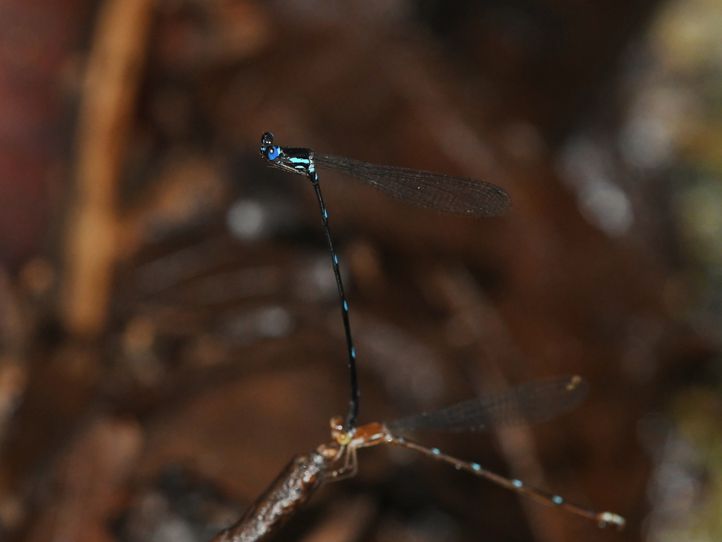 Risiocnemis varians from Diteki, Aurora, Philippines on November 10 ...