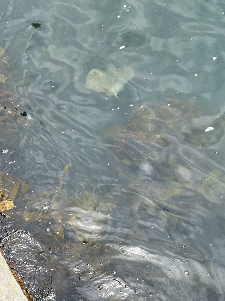 Common Stingaree from Broughton St, Milsons Point, NSW, AU on November ...