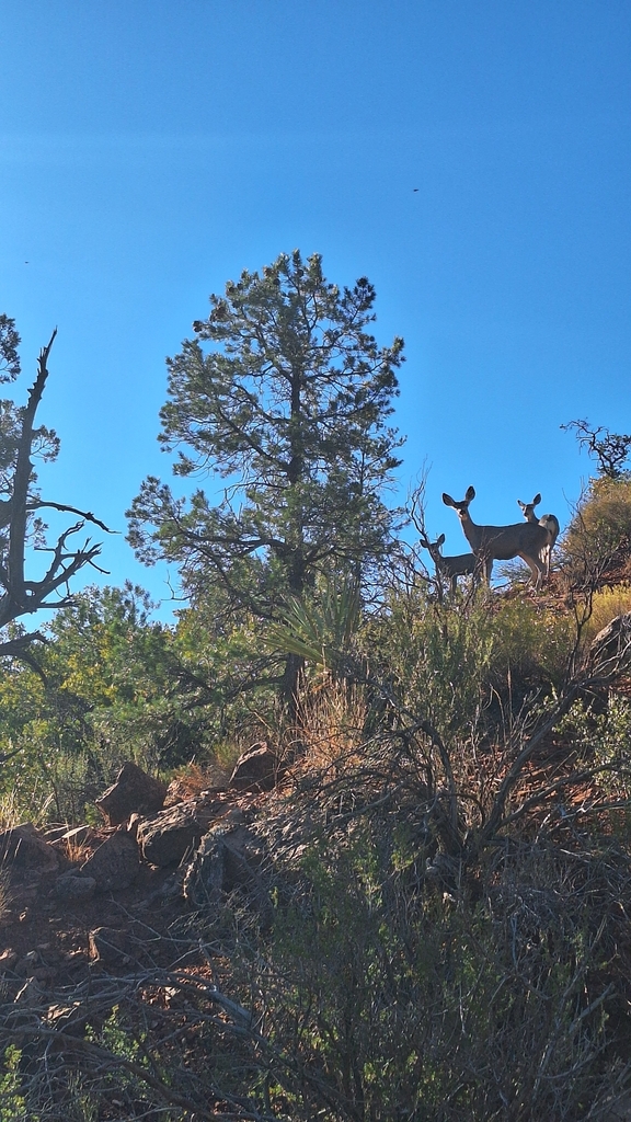 Mule Deer from Sedona, AZ 86336, USA on October 30, 2024 at 08:34 AM by ...