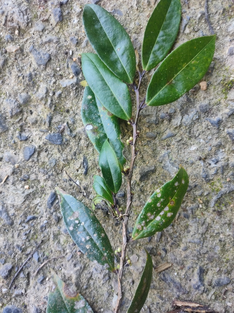 Eurya rengechiensis in November 2024 by 邱柏淮. 新葉紫色 · iNaturalist