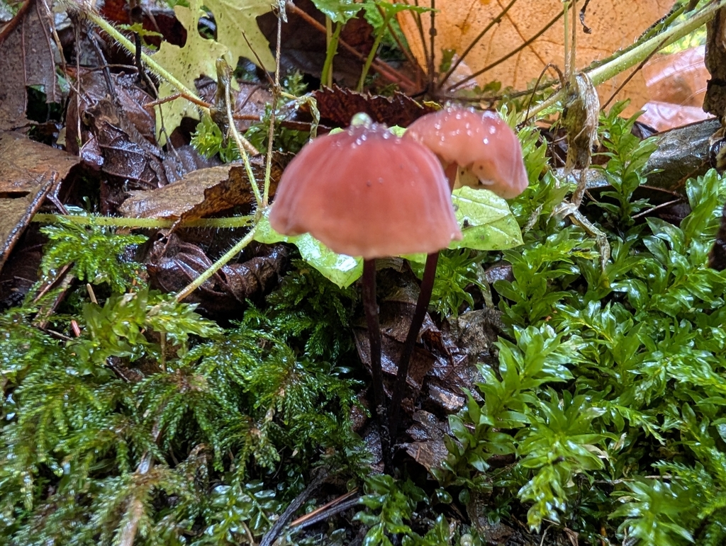 red pinwheel from Randle, WA 98377, USA on October 31, 2024 at 02:36 PM ...