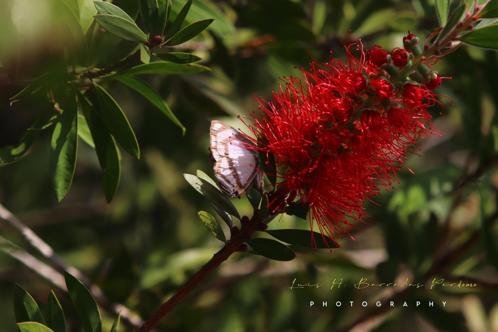 Banner Metalmark from Reserva Territorial, Col. Santa Bárbara, Ver ...