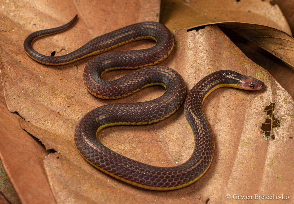 Pink-headed Reed Snake from Matang Grandview Park, Kampung Matang ...