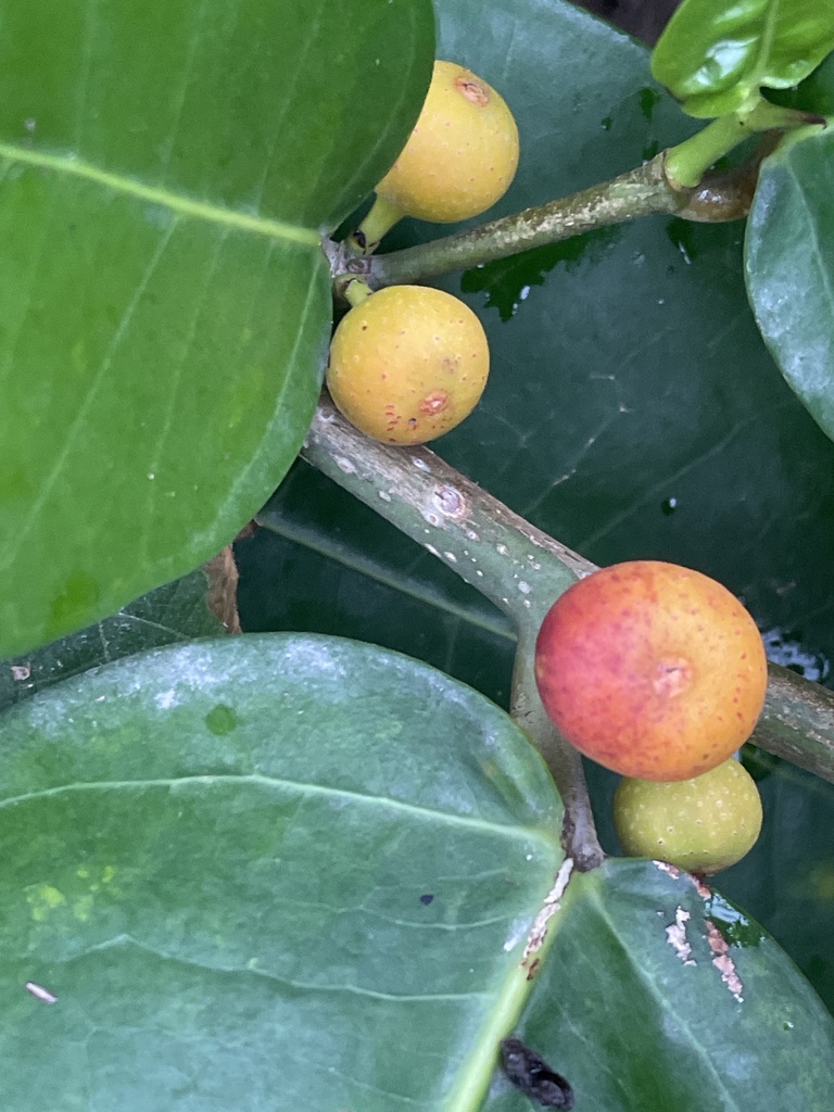 Dye fig from 高雄港, TW on November 12, 2024 at 03:58 PM by 柯耀源 · iNaturalist