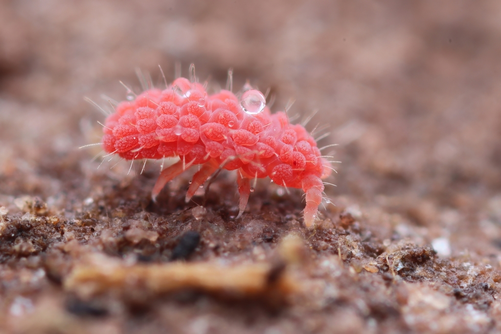 Neanurinae from 安岳县 on November 12, 2024 at 06:24 PM by Spark · iNaturalist