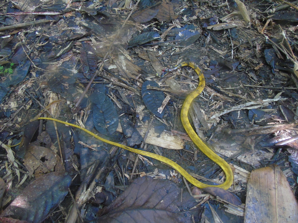 Tropidonophis halmahericus from East Halmahera Regency, North Maluku ...