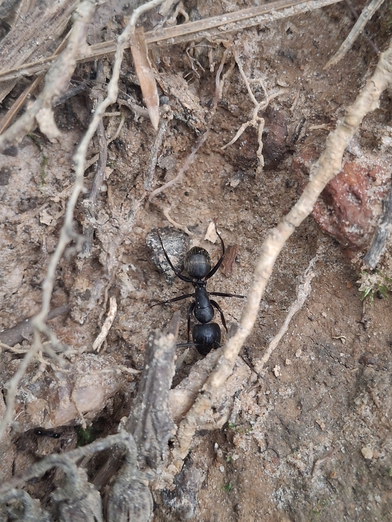 Eastern Black Carpenter Ant from Walnut Cove, NC 27052, USA on May 30 ...