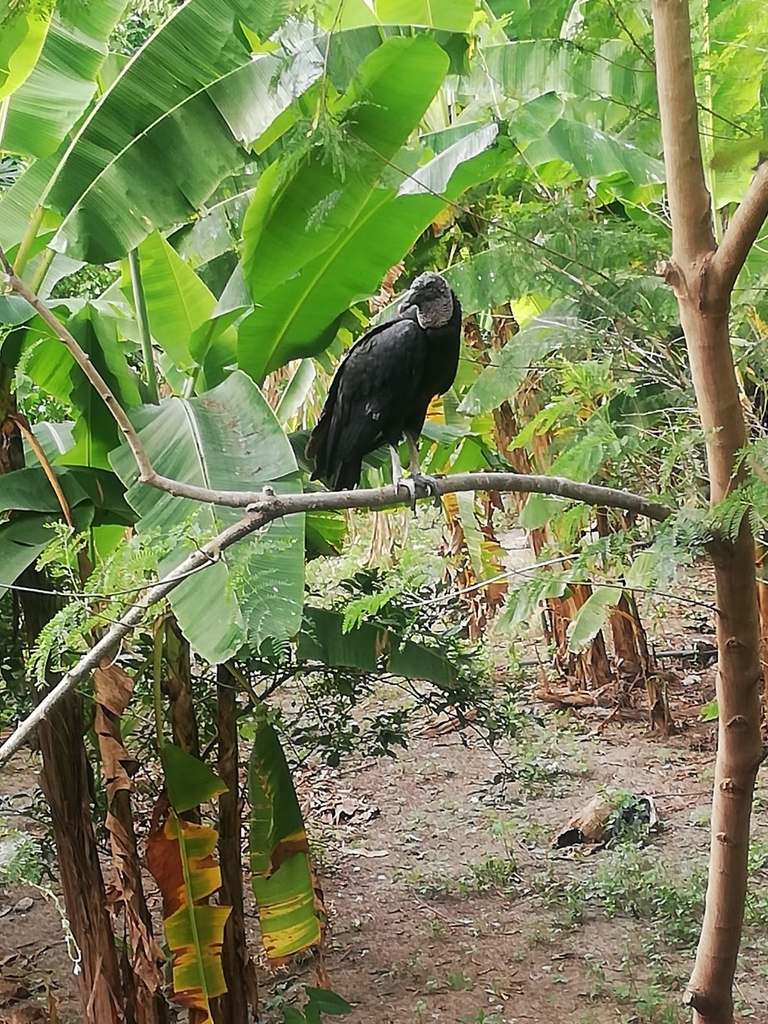 Black Vulture from 93537 El Chote, Ver., México on November 12, 2024 at ...