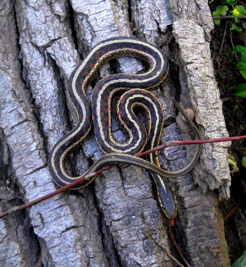 Red-sided Garter Snake from Reno County, KS, USA on May 7, 2010 at 02: ...