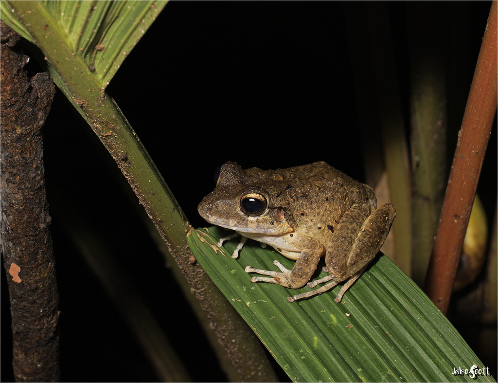 Espíritu Santo Streamside Frog in August 2023 by Jake Scott · iNaturalist