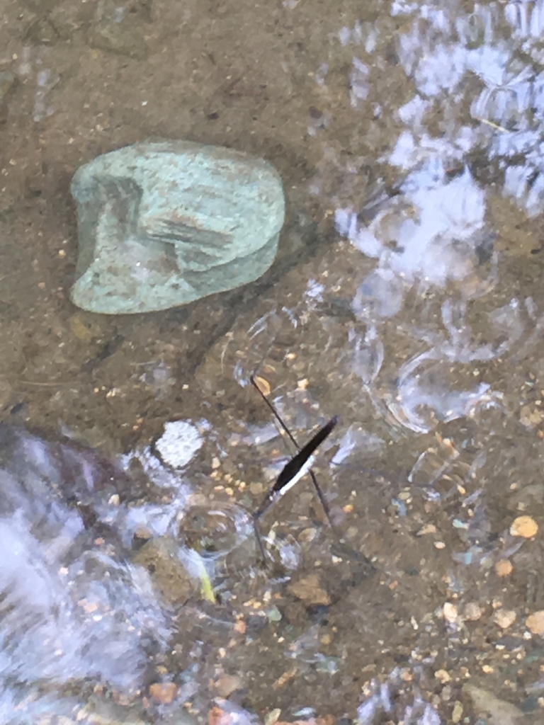 Giant Water Strider from 砥部陶街道, 伊予郡砥部町, 愛媛県, JP on July 15, 2019 at 01: ...