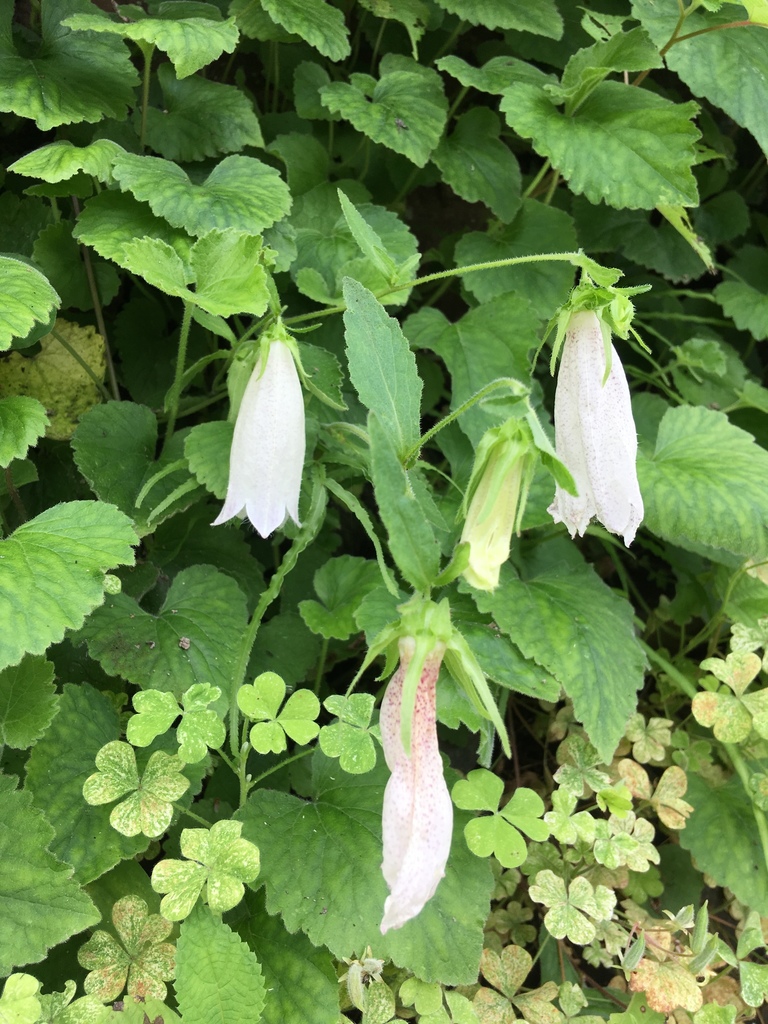 Korean bellflower from 砥部陶街道, 伊予郡砥部町, 愛媛県, JP on July 15, 2019 at 01:24 ...