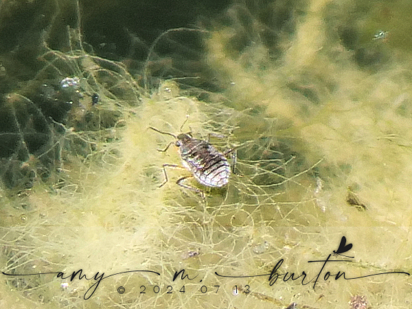 Microvelia pulchella from Wonder pond, Children's Garden, Morton ...