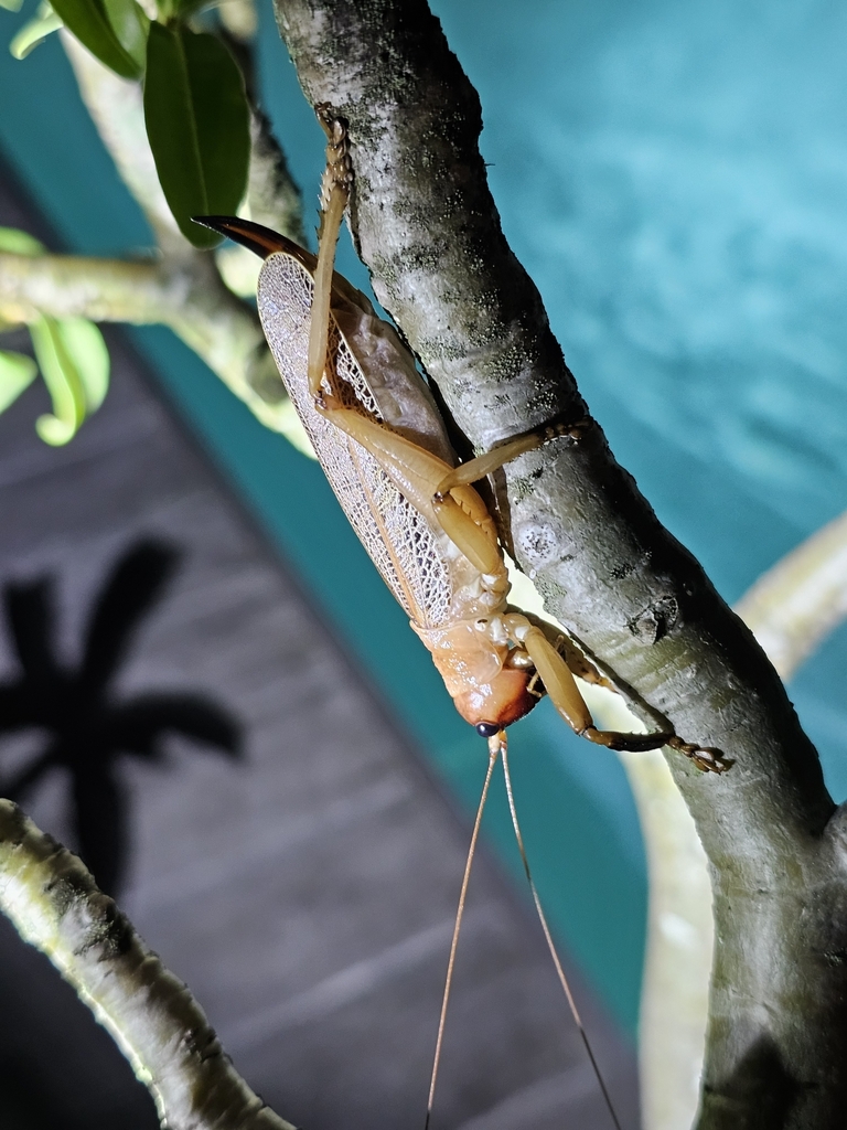 Nesonotus salomonoides from Case-Pilote, Martinique on November 12 ...