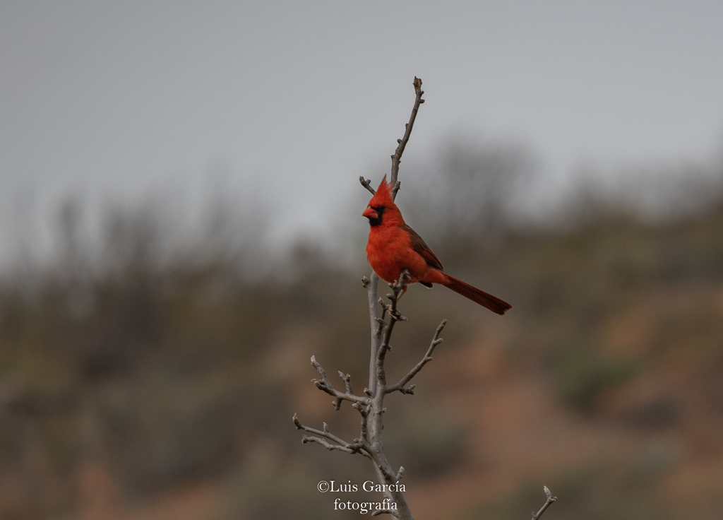 Northern Cardinal from Mulegé, B.C.S., México on March 28, 2022 at 09: ...