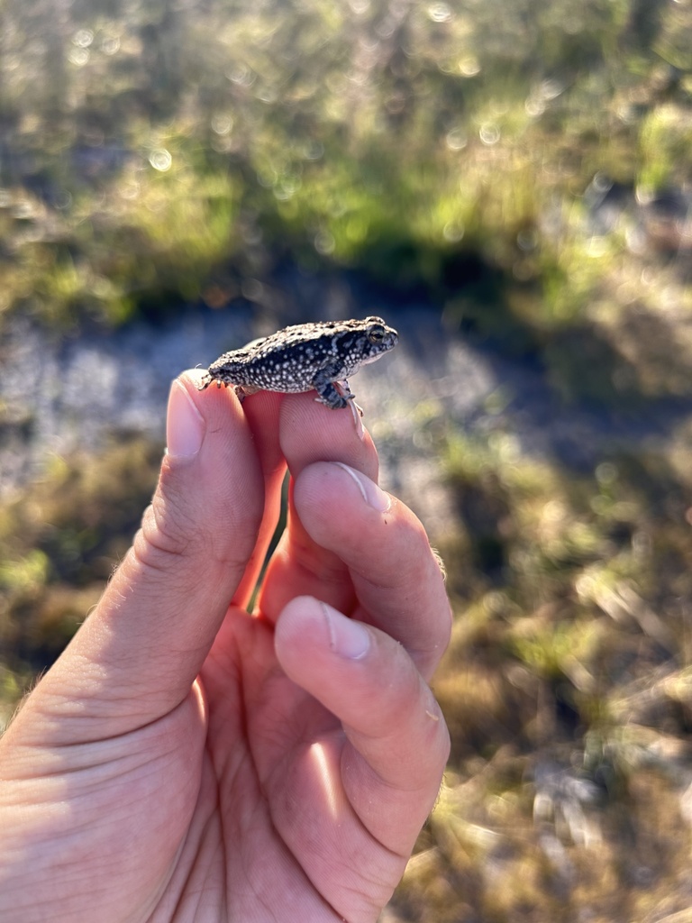 Oak Toad from Estero Bay Preserve State Park Trail, Fort Myers, FL, US ...