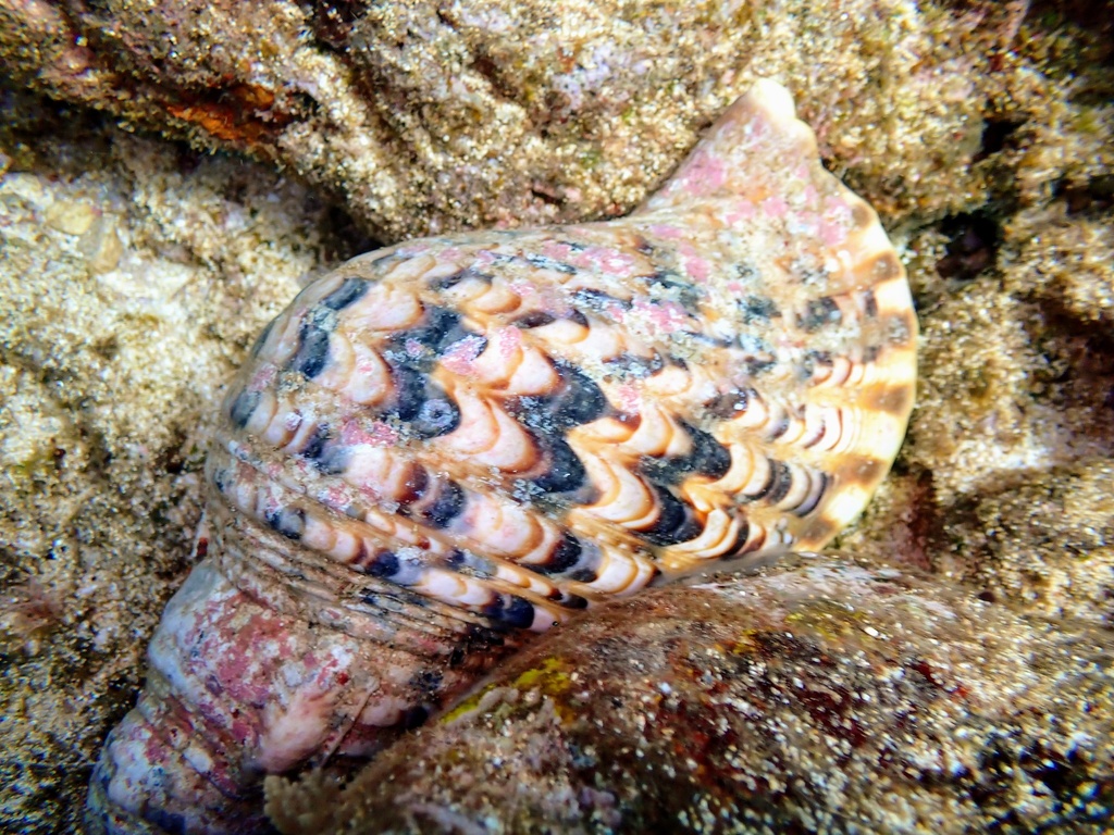 Giant Triton Snail from North Pacific Ocean, Pūpūkea, HI, US on June 9 ...