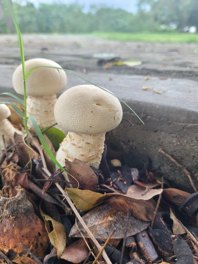 American titan in November 2024 by ADYLENNE CASTILLON ROMERO · iNaturalist