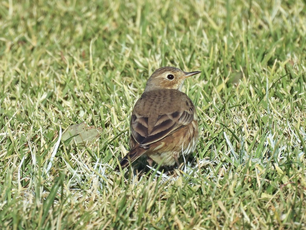 American Pipit from Dr. Richard H. Rioux Memorial Park, Stevenson Ranch ...
