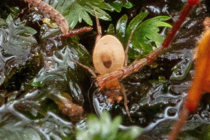 Humpbacked Flies from Heredia Province, Sarapiqui, Costa Rica on August ...