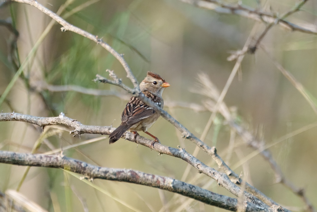 White-crowned Sparrow in November 2024 by Dan LaVorgna. Note the rusty ...