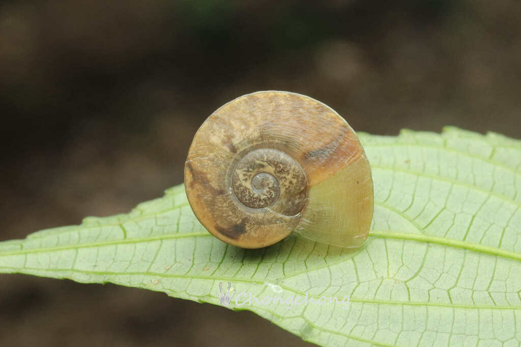 Camaena qiannanensis from 中国贵州省贵阳市 on October 5, 2024 at 02:18 PM by 虫虫 ...