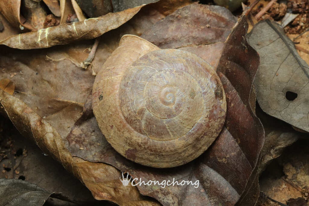 Camaena qiannanensis from 中国贵州省贵阳市 on October 5, 2024 at 02:18 PM by 虫虫 ...