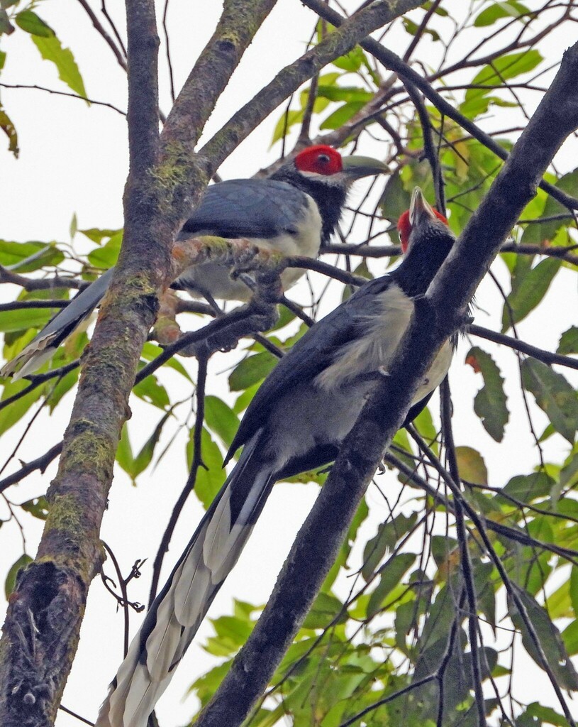 Red-faced Malkoha in December 2019 by Surya Ramachandran · iNaturalist